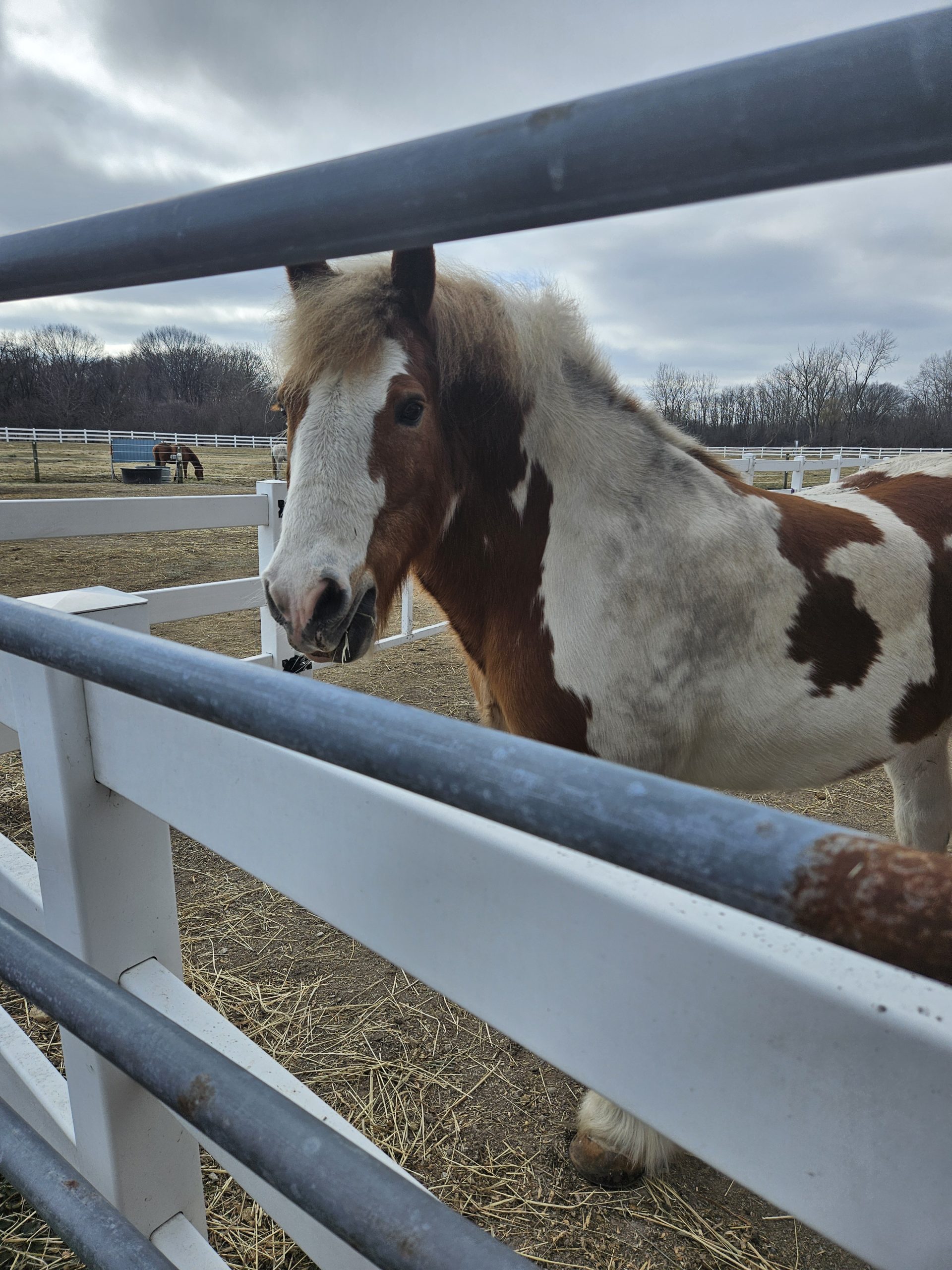 Our Horses – Dreamriders TLC of Crystal Lake